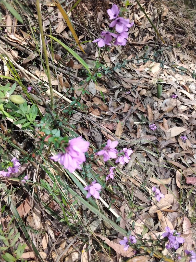 Thyme Pink-bells from Hornsby NSW 2077, Australia on October 8, 2023 at ...