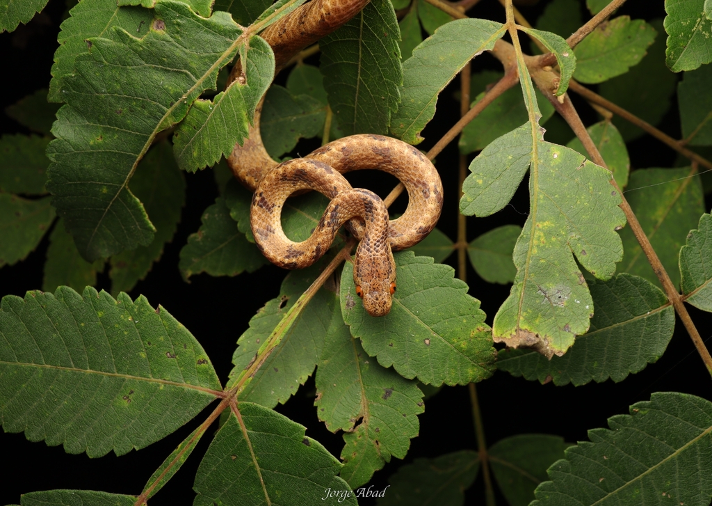 Chinese Slug Snake in September 2023 by Jorge Abad · iNaturalist