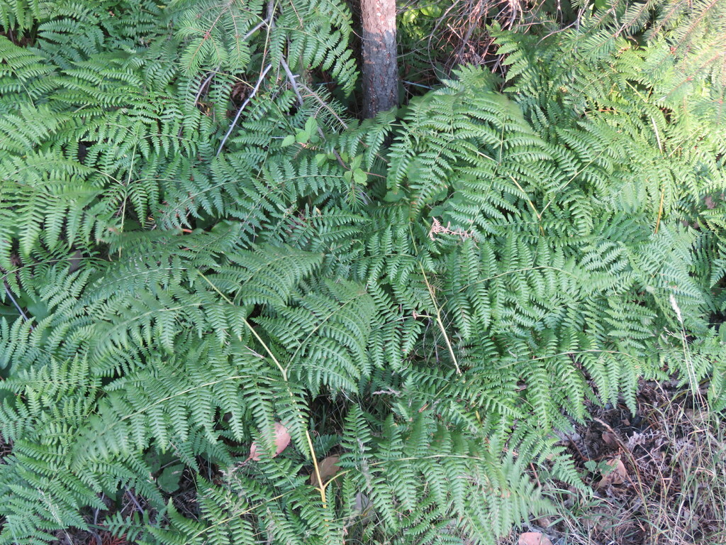 common bracken from Kinsmen Participark Trans Canada Trl, Tillsonburg ...