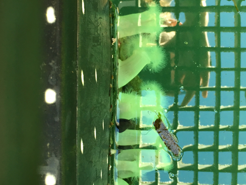 Genus Metridia · iNaturalist