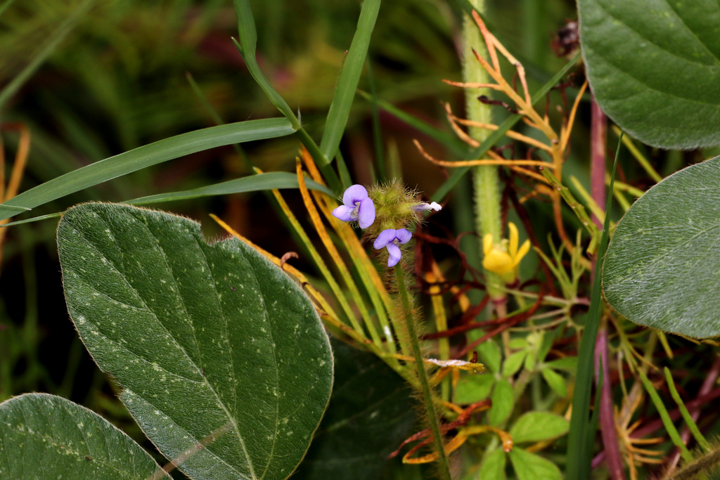 Calopo from Escuinapa, Sin., México on October 4, 2023 at 11:19 AM by ...