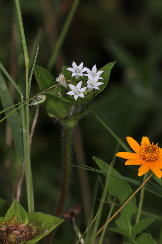 Florida Pusley from Escuinapa, Sin., México on October 4, 2023 at 11:42 ...