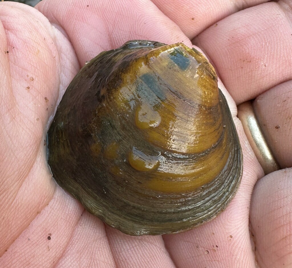 Pimpleback from Bear Creek, Bear Creek Picnic Area, Natchez Trace Pkwy ...