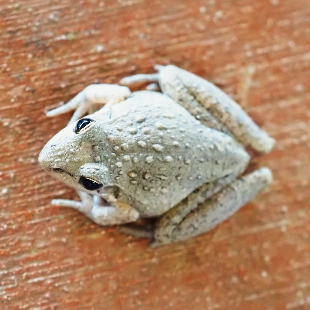 Bumpy Rocket Frog from Minnamoolka QLD 4872, Australia on October 8 ...