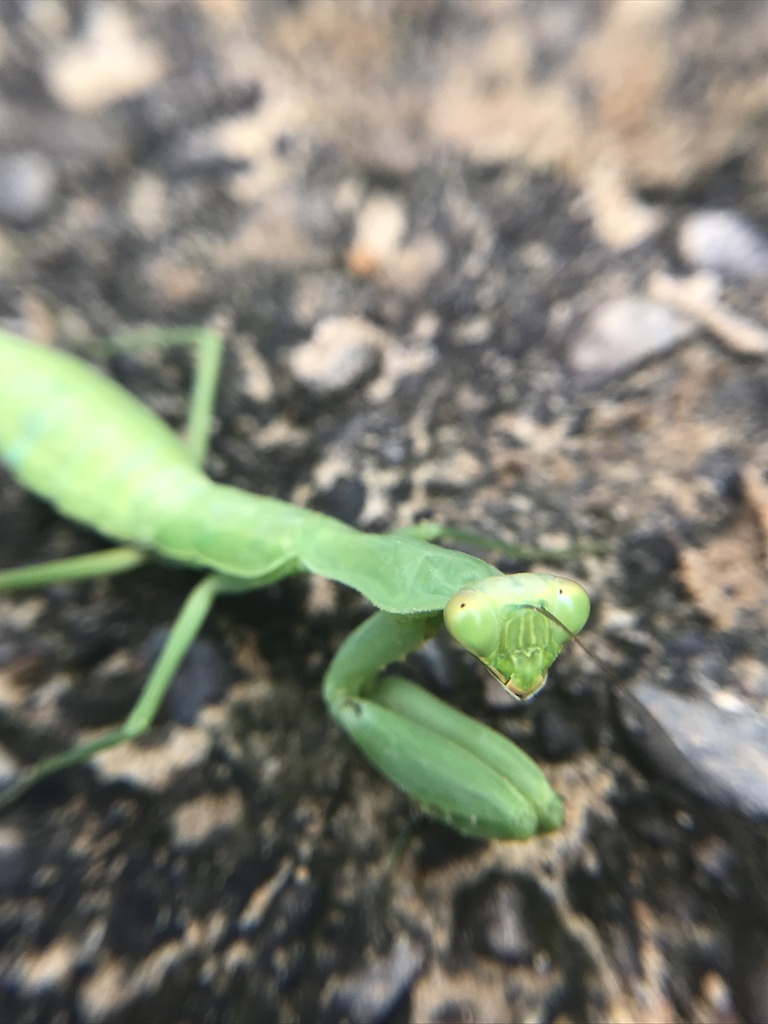 Giant Asian Mantis from Taiwan, Shilin District, TPE, TW on October 8 ...