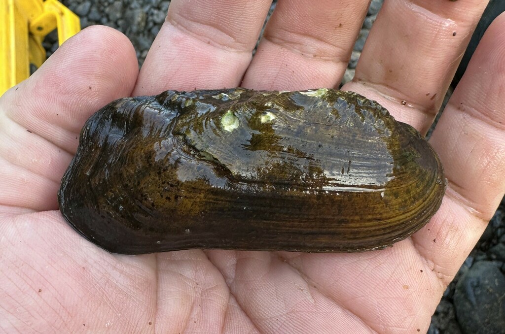 rabbitsfoot in September 2023 by Jeff Garner · iNaturalist