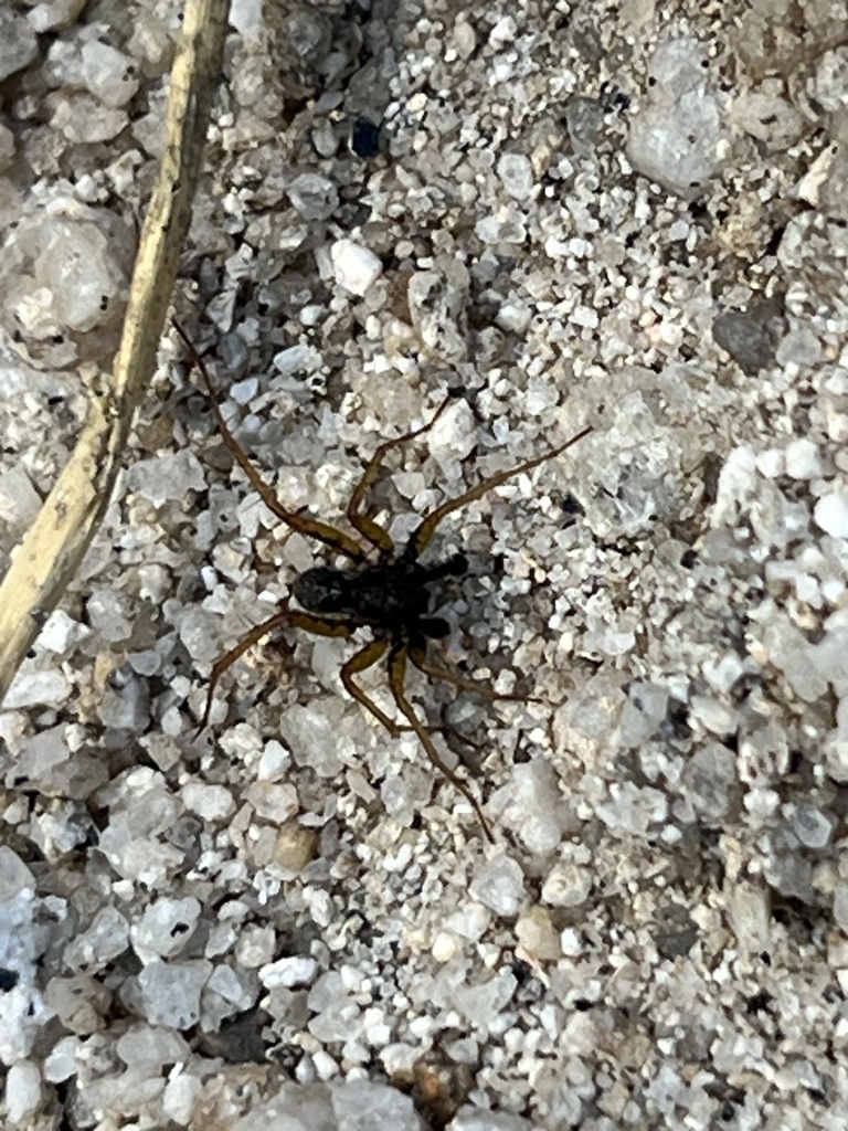 Typical Spiders from Camino a la Laguna Hanson, Ensenada, B.C., MX on ...