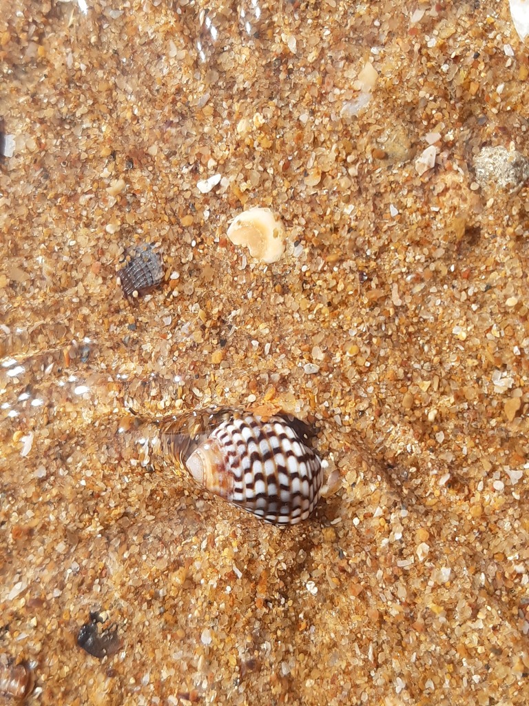 Tropical Periwinkle from Port Hedland WA 6721, Australia on October 5 ...