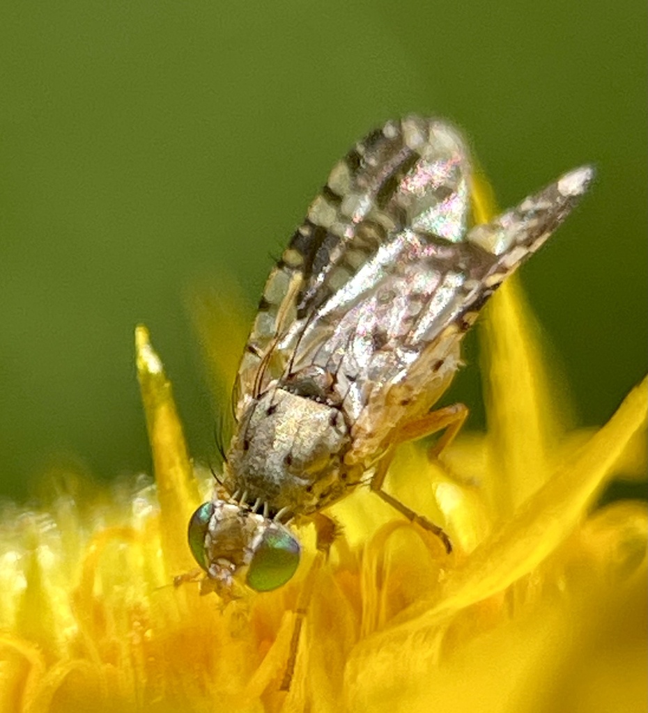 Australian Fruit Fly from Boundary Tk E, Frankston South, VIC, AU on ...