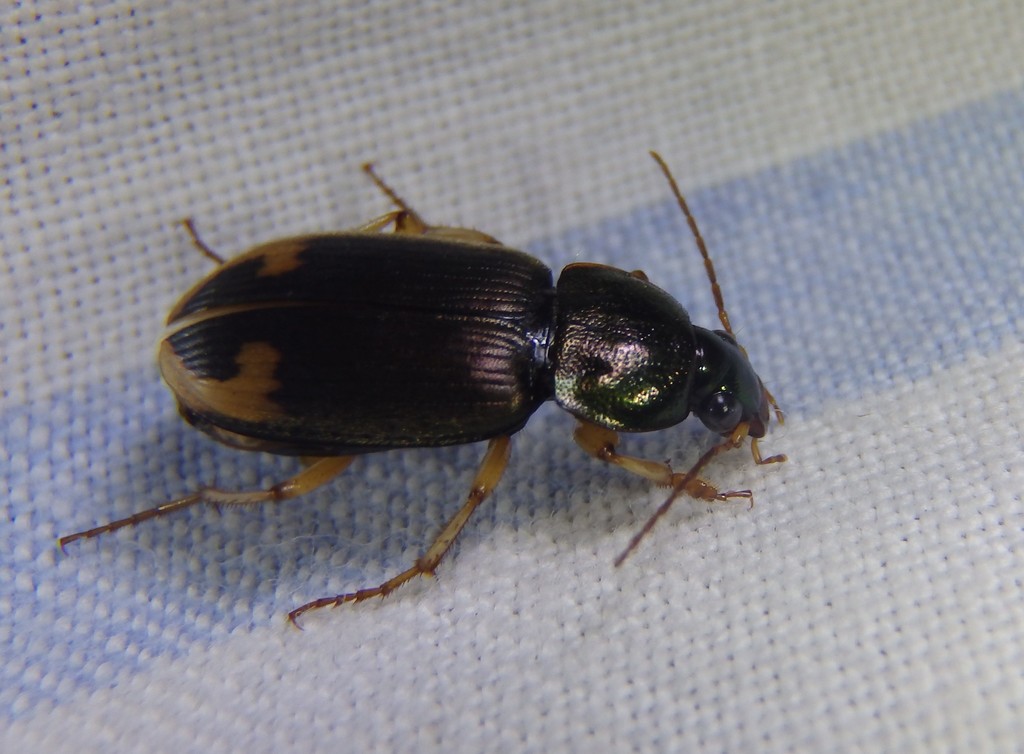 Chlaenius hamifer (Beetles of Coffs Harbour NSW, AU) · iNaturalist