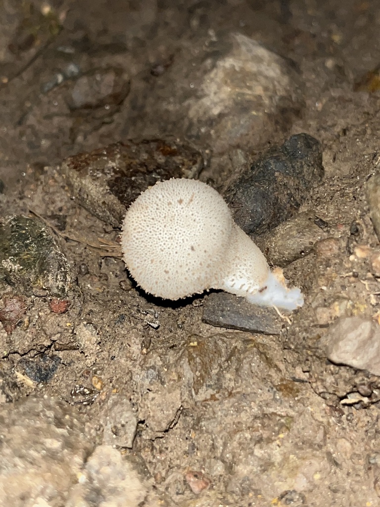 common puffball in October 2023 by alexbarnard · iNaturalist