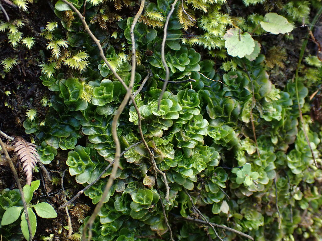 Treubia lacunosa from Whangārei Heads, New Zealand on October 8, 2023 ...
