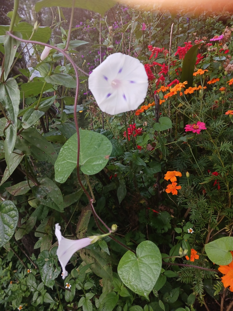 Convolvuloideae from Kausani, District Almora, Uttarakhand 263639 ...