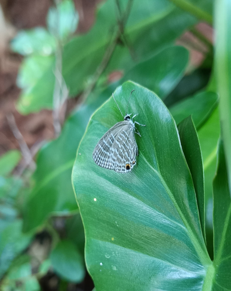 Common Cerulean from Edappal, Kerala, India on October 7, 2023 by ...