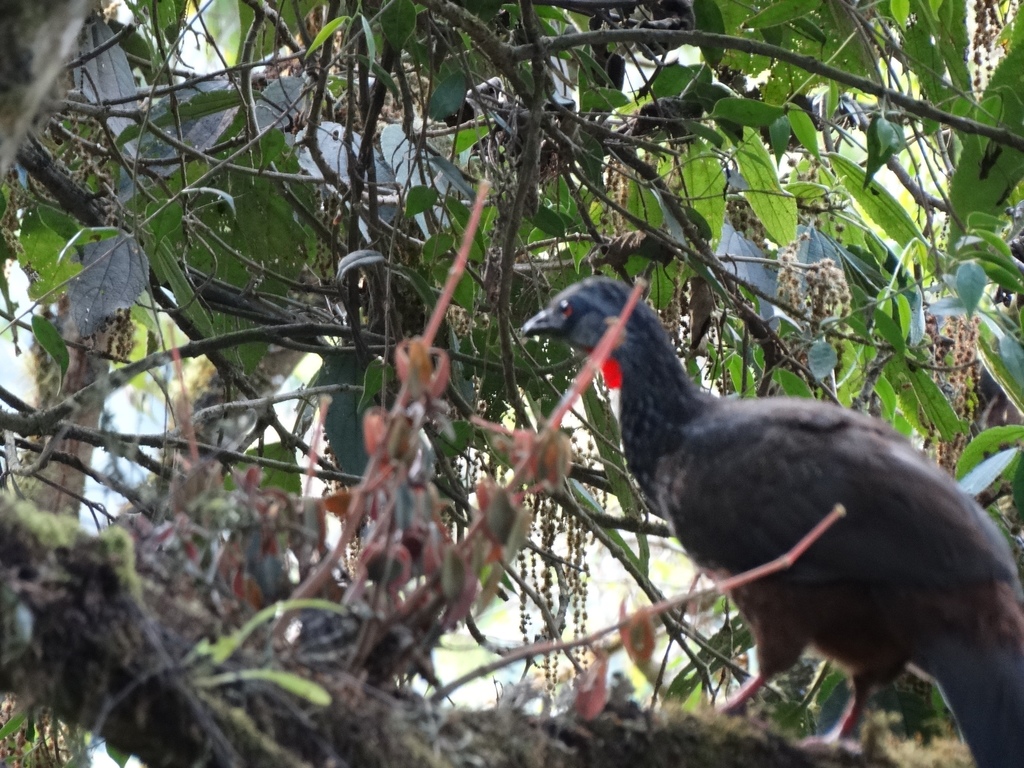 Andean Guan from Cuzco, , Cuzco, PE on August 2, 2017 at 03:57 PM by ...