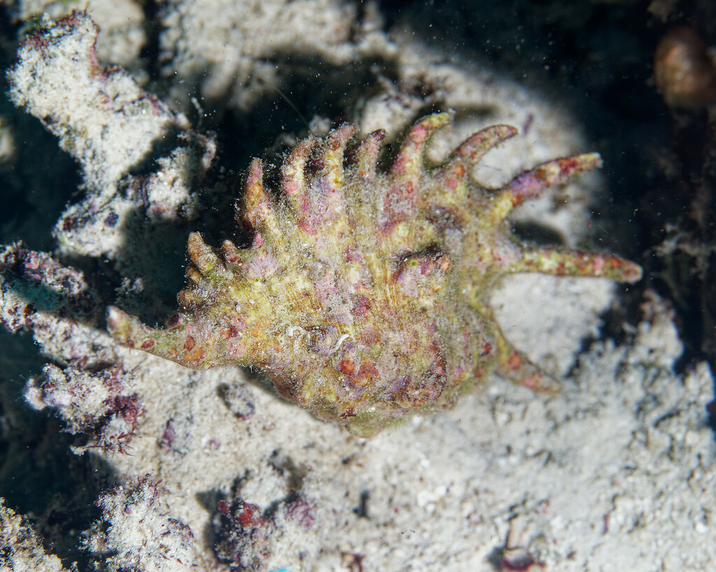 Millipede Spider Conch from Olango Island, Cebu, Philippines on June 19 ...