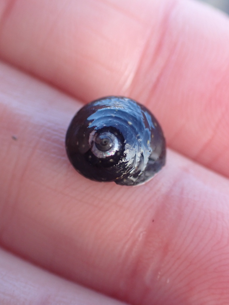 Diloma aridum from Taranaki, New Zealand on August 30, 2023 at 04:29 PM ...