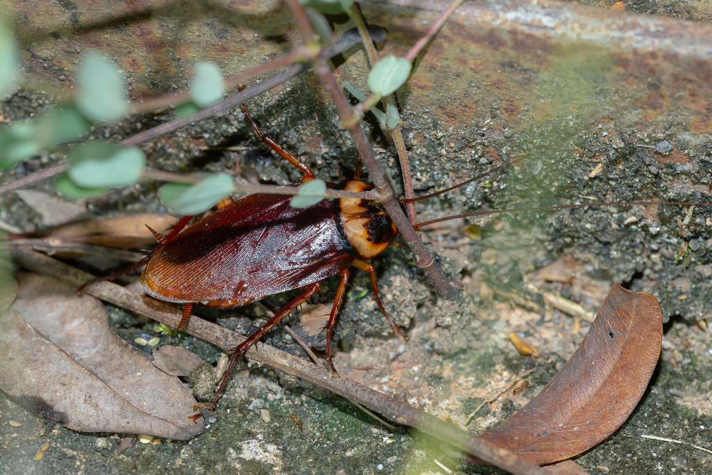 American Cockroach from Xishuangbanna Dai, CN-YN, CN on October 8, 2023 ...