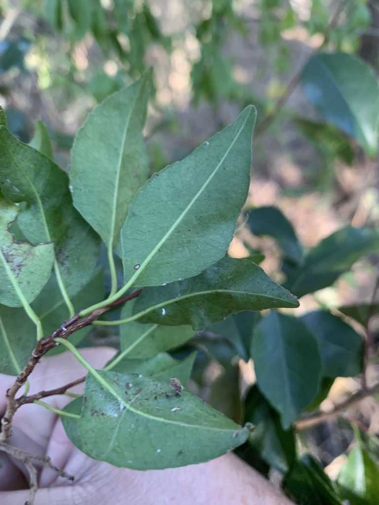 Scrub poison tree from Swan Creek, QLD, AU on September 19, 2023 at 03: ...