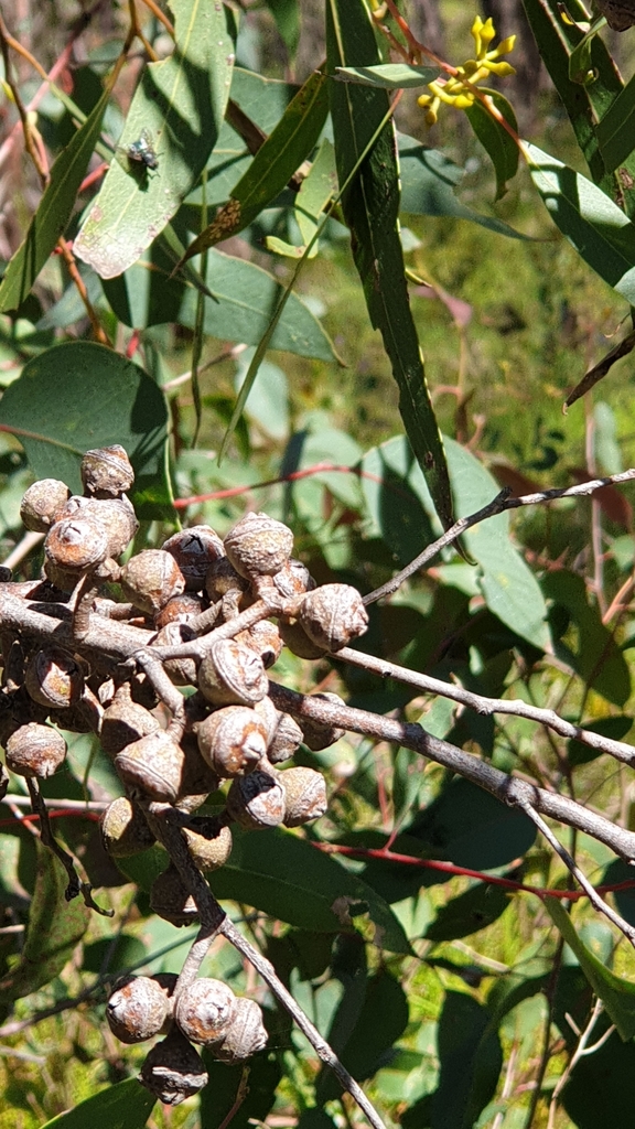 Red Stringybark from Spring Gully SA 5453, Australia on October 8, 2023 ...