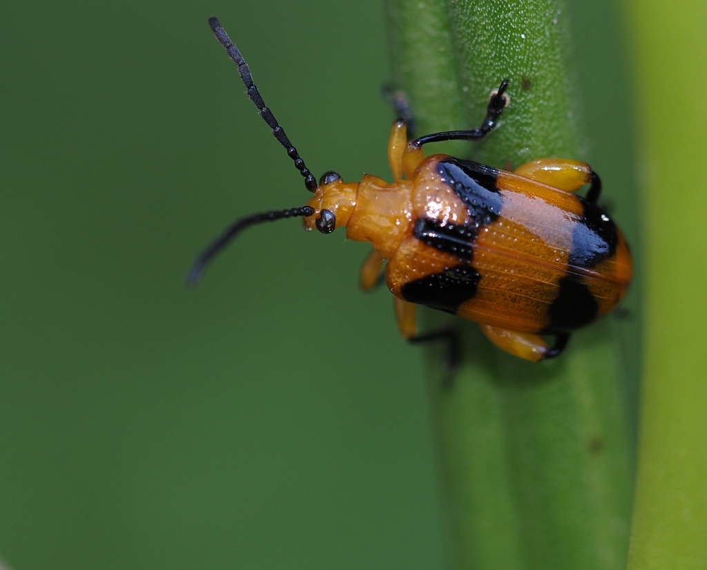 Dendrobium Beetle from Narooma NSW 2546, Australia on October 8, 2023 ...