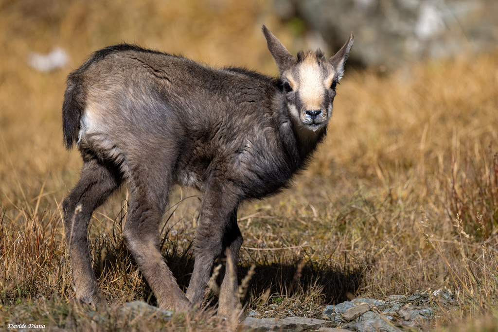 Northern Chamois from Italia on October 6, 2023 by Davide Diana ...