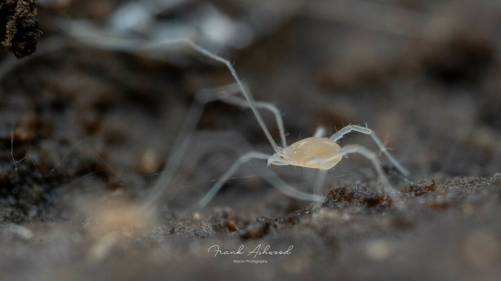 Linopodes from Arthur's Pass, New Zealand on October 7, 2023 at 10:39 ...