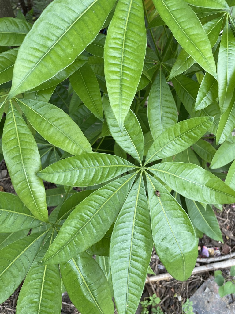 saba nut tree from 小金門島, 烈嶼鄉, KIN, TW on October 8, 2023 at 03:25 PM by ...