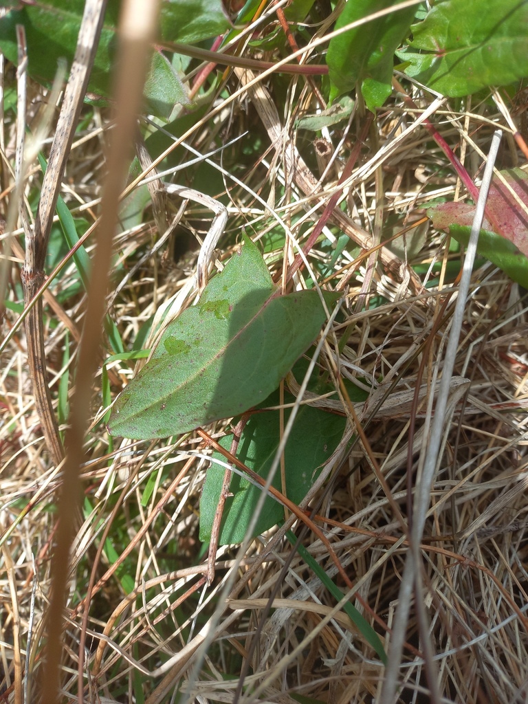 Sheep's sorrel from Arthur's Pass, New Zealand on October 8, 2023 at 02 ...