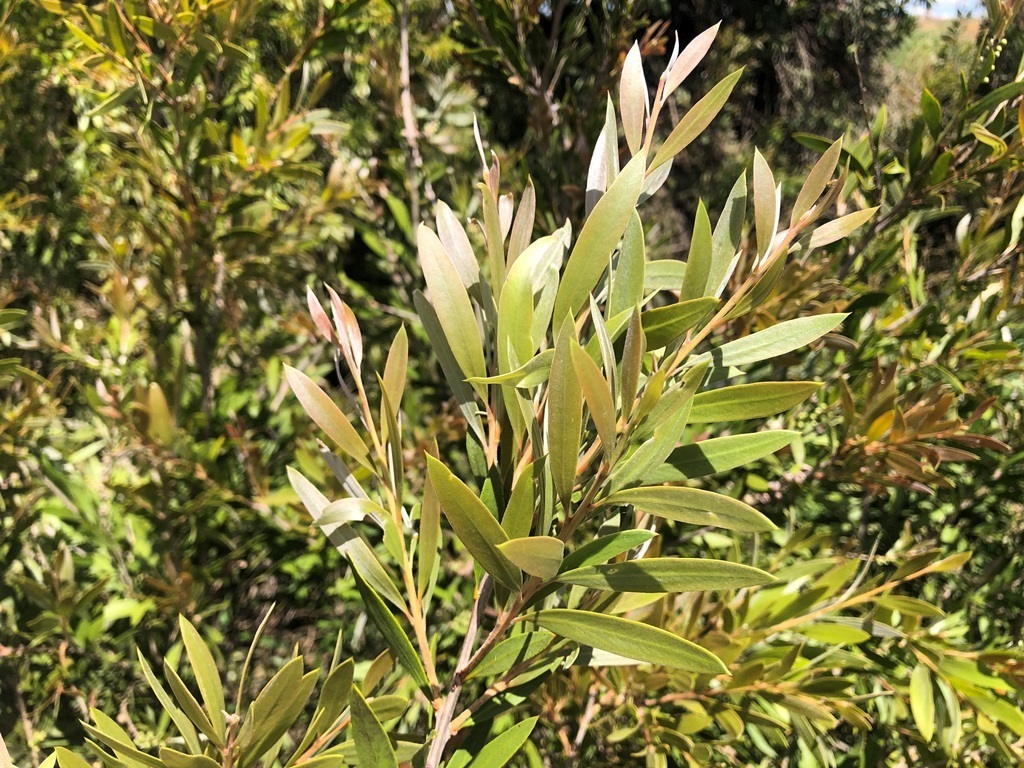 Melaleuca quercina from Jondaryan QLD 4403, Australia on October 8 ...
