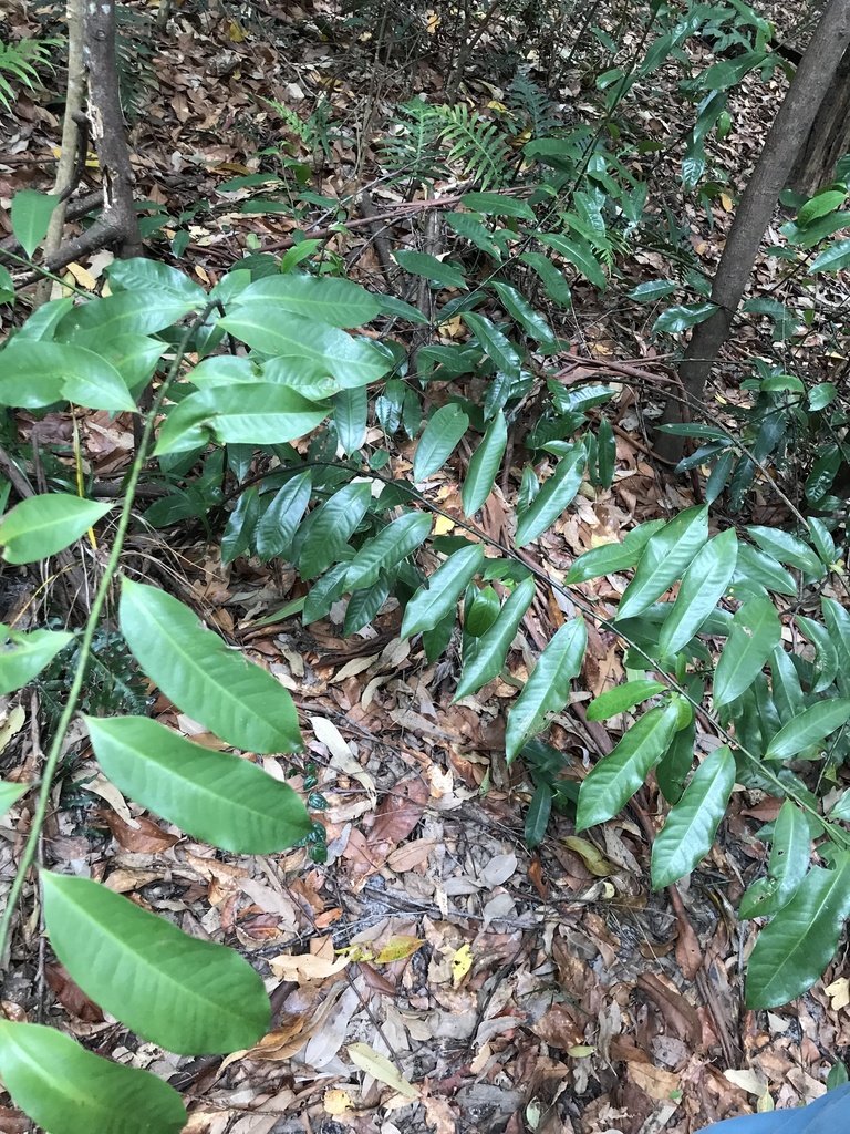 Bolwarra from Lake Cootharaba, Noosa North Shore, QLD, AU on October 7 ...