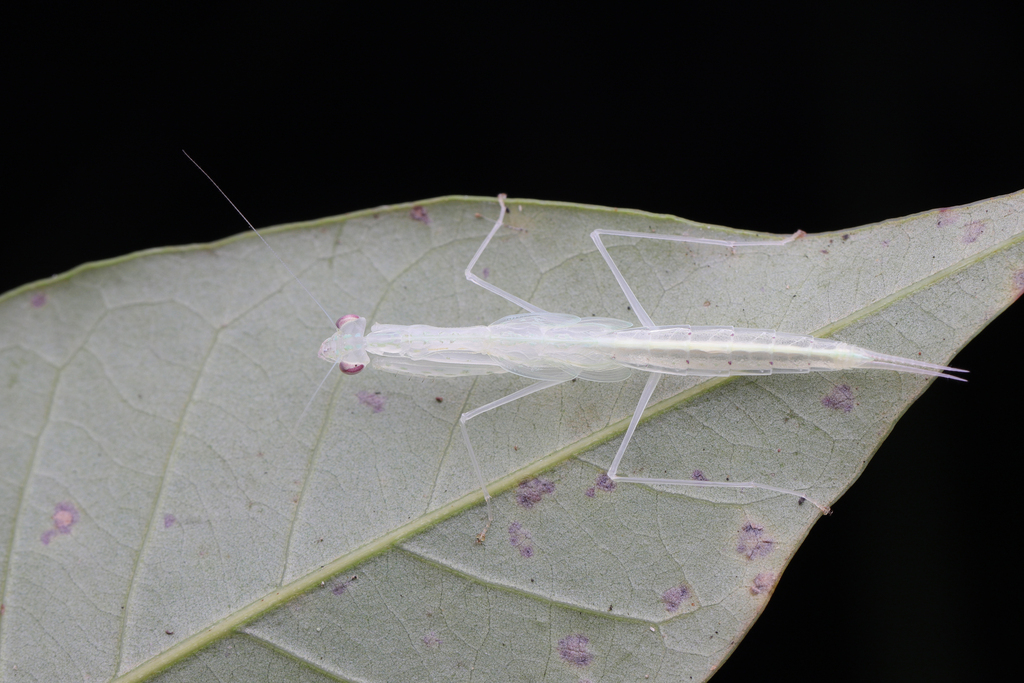 Sinomantis denticulata from 云南省西双版纳傣族自治州勐海县 on November 16, 2022 at 07: ...