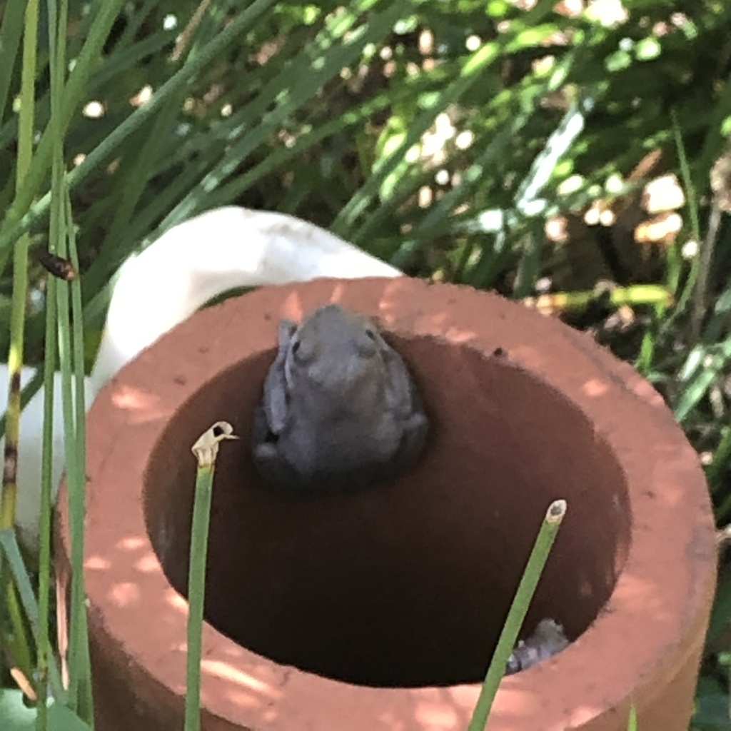 Peron's Tree Frog from Cabbage Tree La, Mount Pleasant, NSW, AU on ...