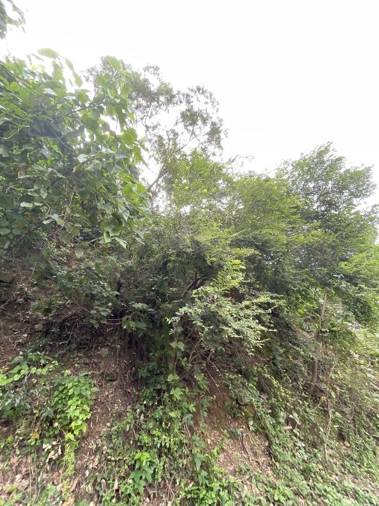 Pop-gun Seed from 臺灣島, 瑪家鄉, PIF, TW on October 8, 2023 at 03:12 PM by ...