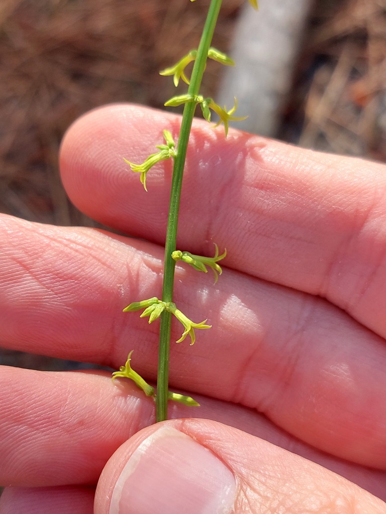 Yellow Stackhousia from Penrose NSW 2579, Australia on October 8, 2023 ...