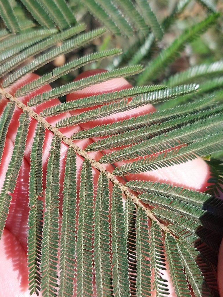 black wattle from Penrose NSW 2579, Australia on October 8, 2023 at 08: ...