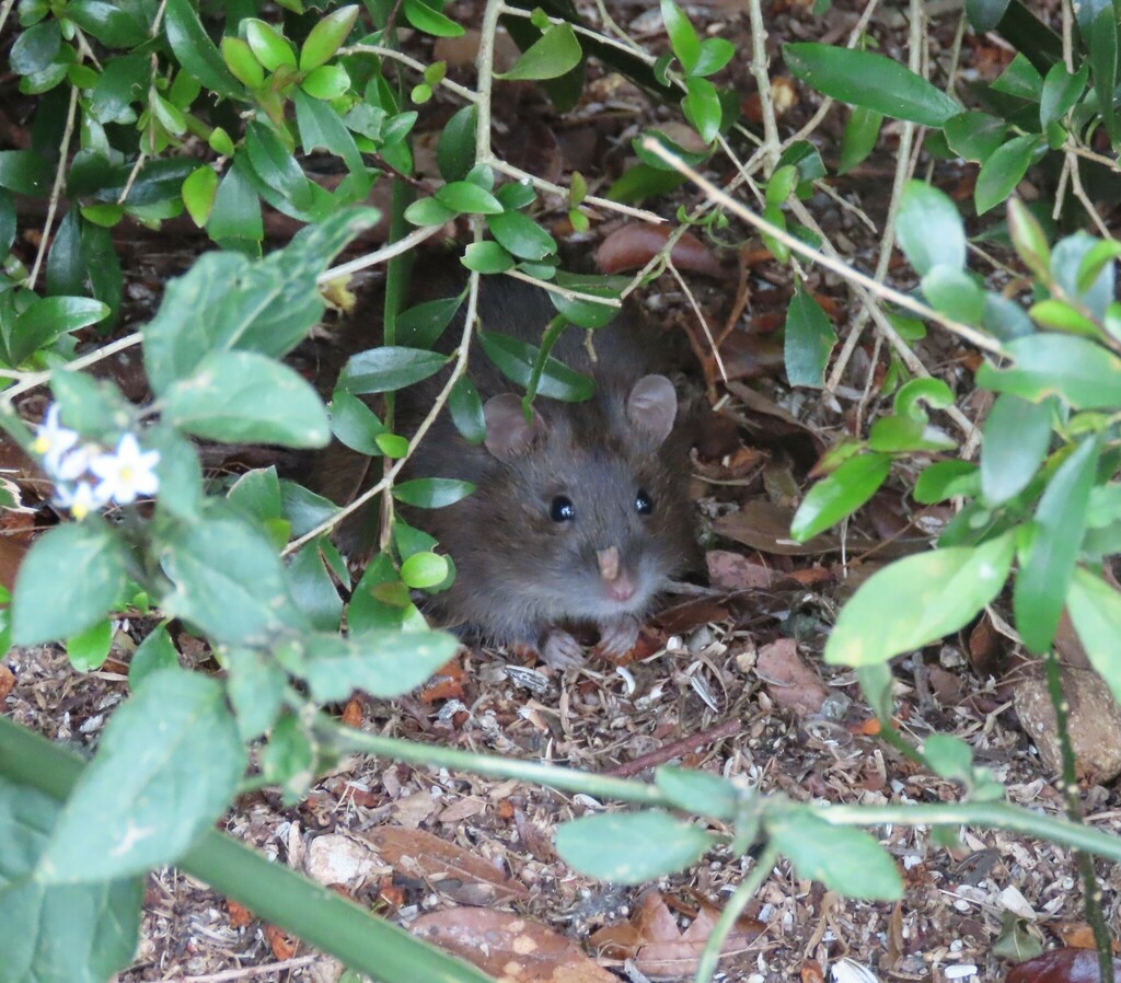 Australian Bush Rat from O'Reilly QLD 4275, Australia on October 1 ...