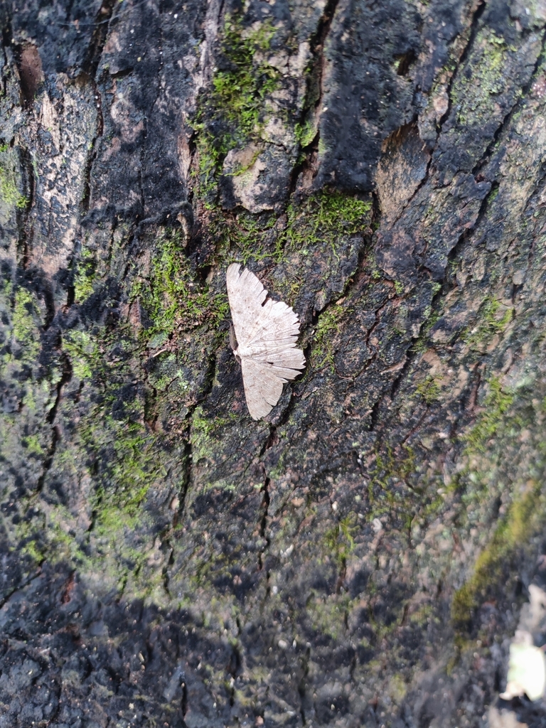 Catoria sublavaria from Lishui, CN-ZJ, CN on October 1, 2023 at 08:21 ...