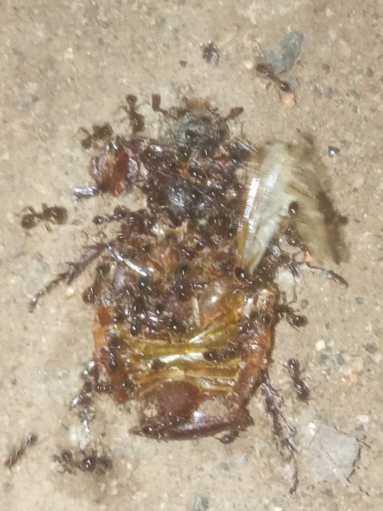 Solenopsis Fire Ants and Thief Ants from La Arrocera, 81318 Ahome, Sin ...