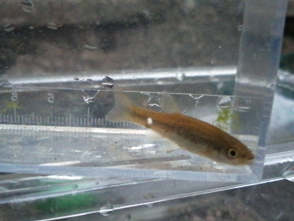 Rhynchocypris from 日本、〒921-8145 石川県金沢市額谷 on October 8, 2023 at 05:26 PM ...