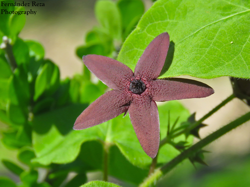 Talayote (Matelea fruticosa)