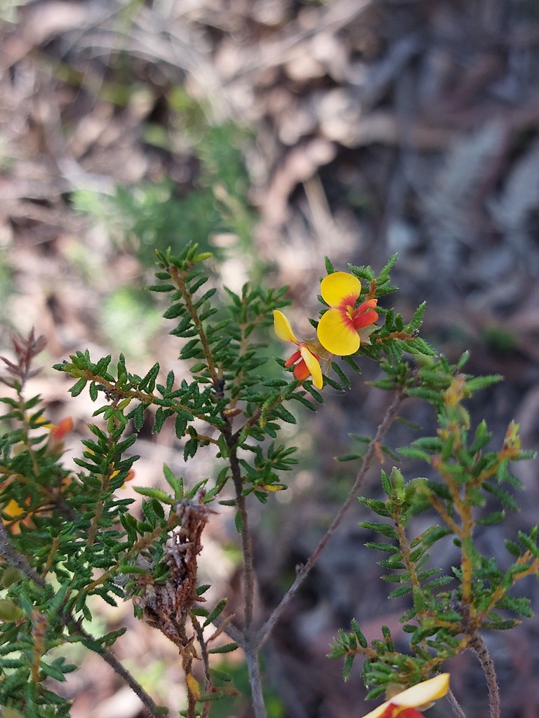 small-leaf parrot-pea from Penrose NSW 2579, Australia on October 8 ...
