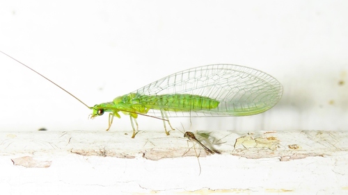 género Mallada · iNaturalist Panamá