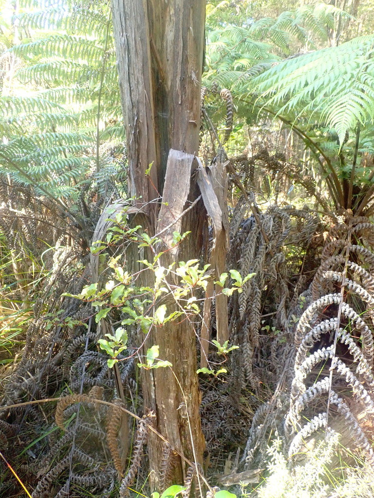 Māpou from TRMIR DLT Tanekaha Ridge, Eskdale Forest on September 20 ...