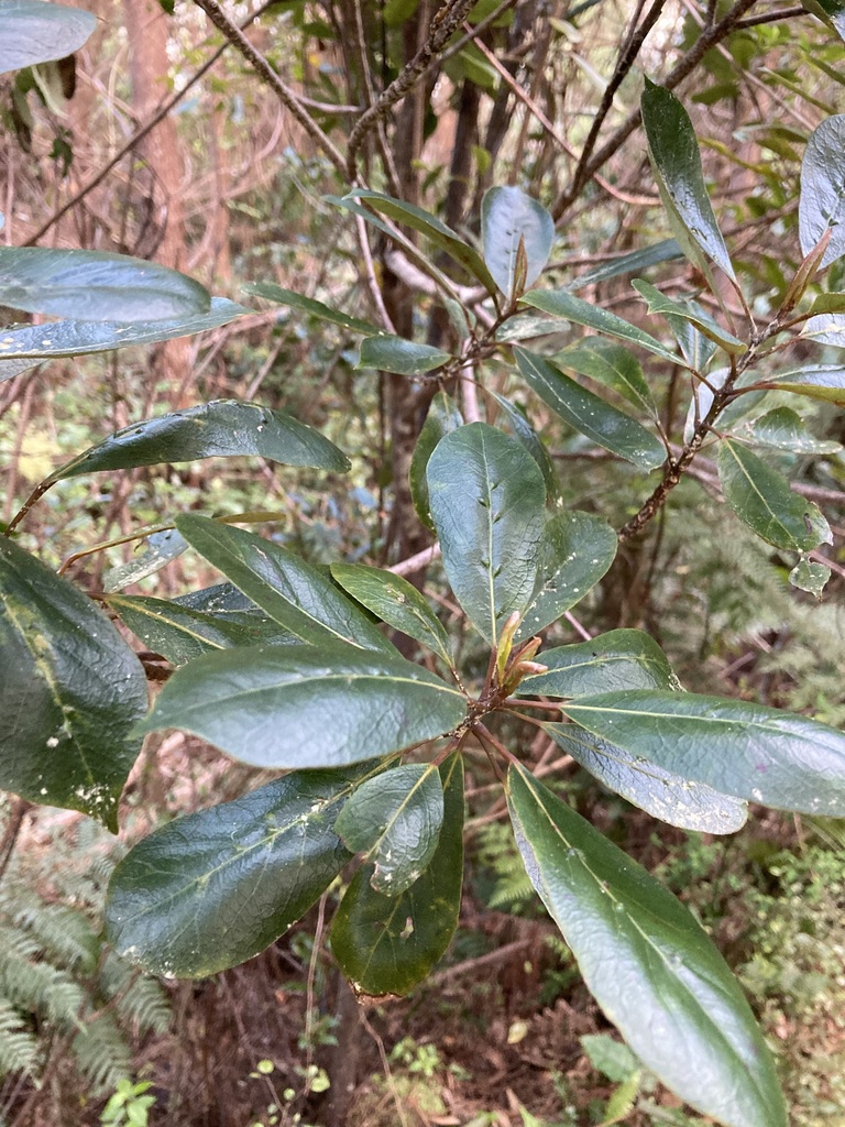 Hinau from Blue Mountains, Upper Hutt, New Zealand on October 8, 2023 ...