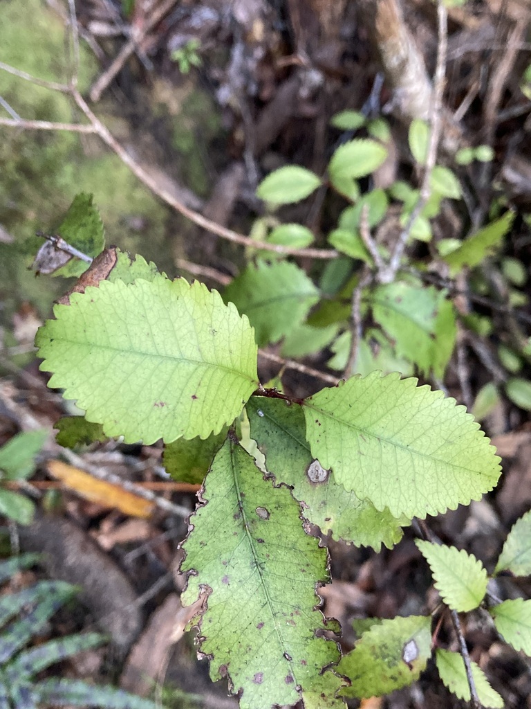 Kamahi from Stokes Valley, Lower Hutt, New Zealand on October 8, 2023 ...