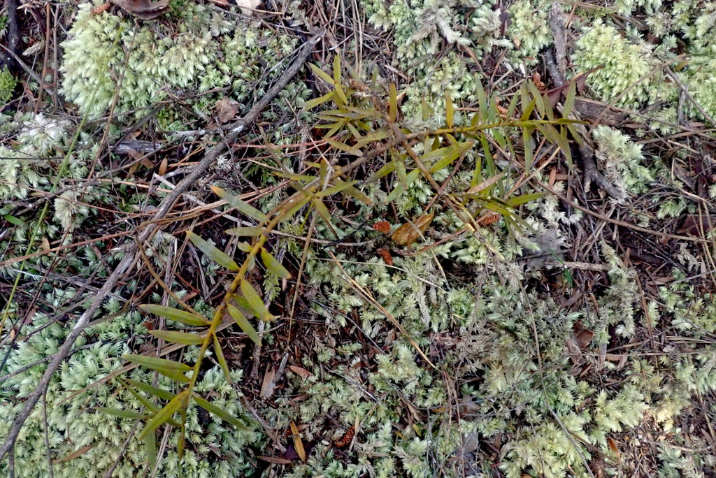 totara from TRMIR DLT Tanekaha Ridge, Eskdale Forest on September 20 ...