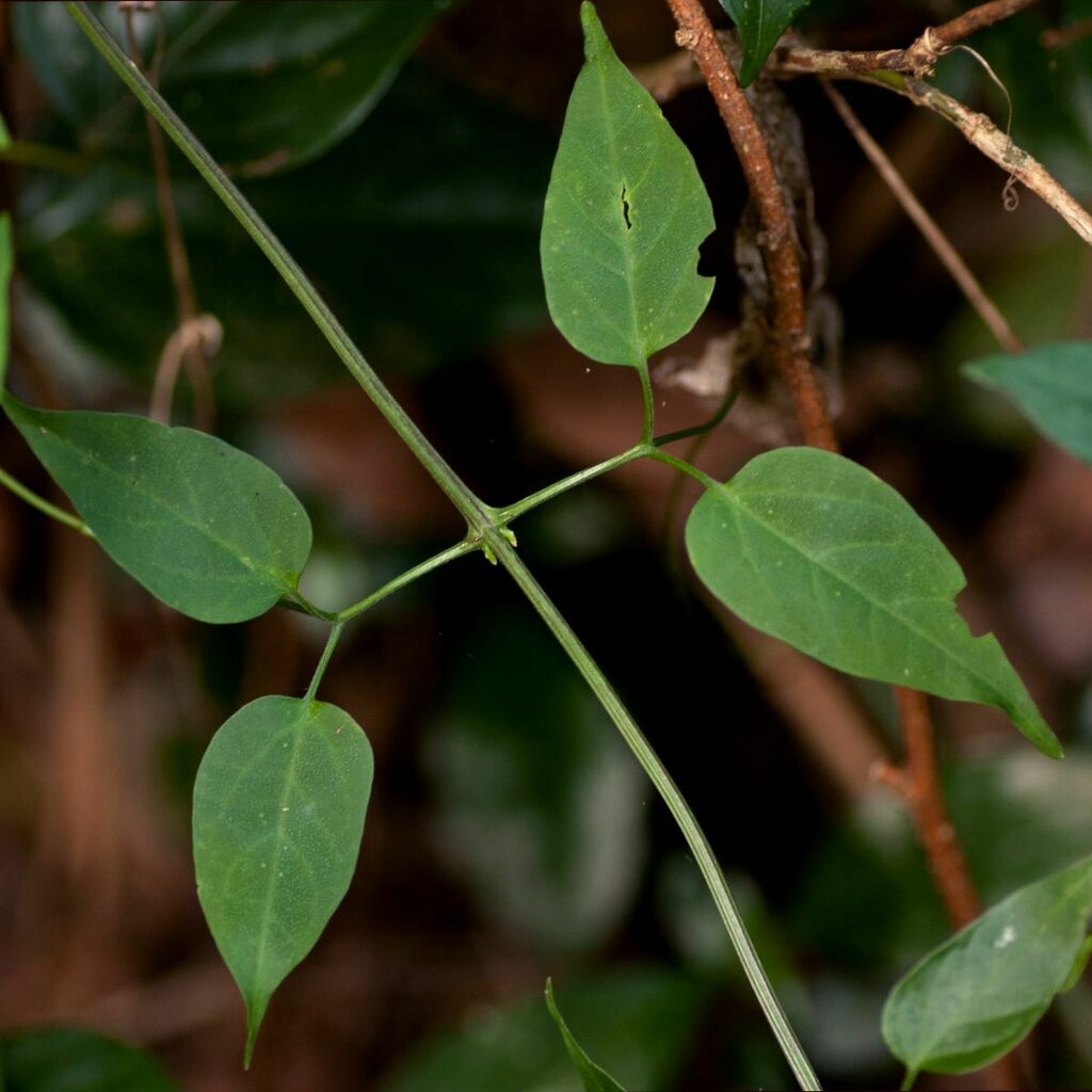 Monkey's comb from Chirinda Forest, Chipinge, Zimbabwe on December 25 ...
