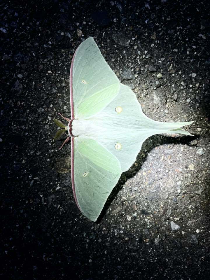 Japanese Moon Moth in June 2023 by masaki_ishihara · iNaturalist