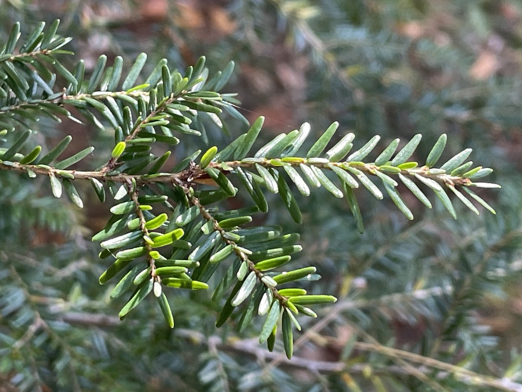 eastern hemlock from Whiting, VT, USA on October 4, 2023 at 01:23 PM by ...